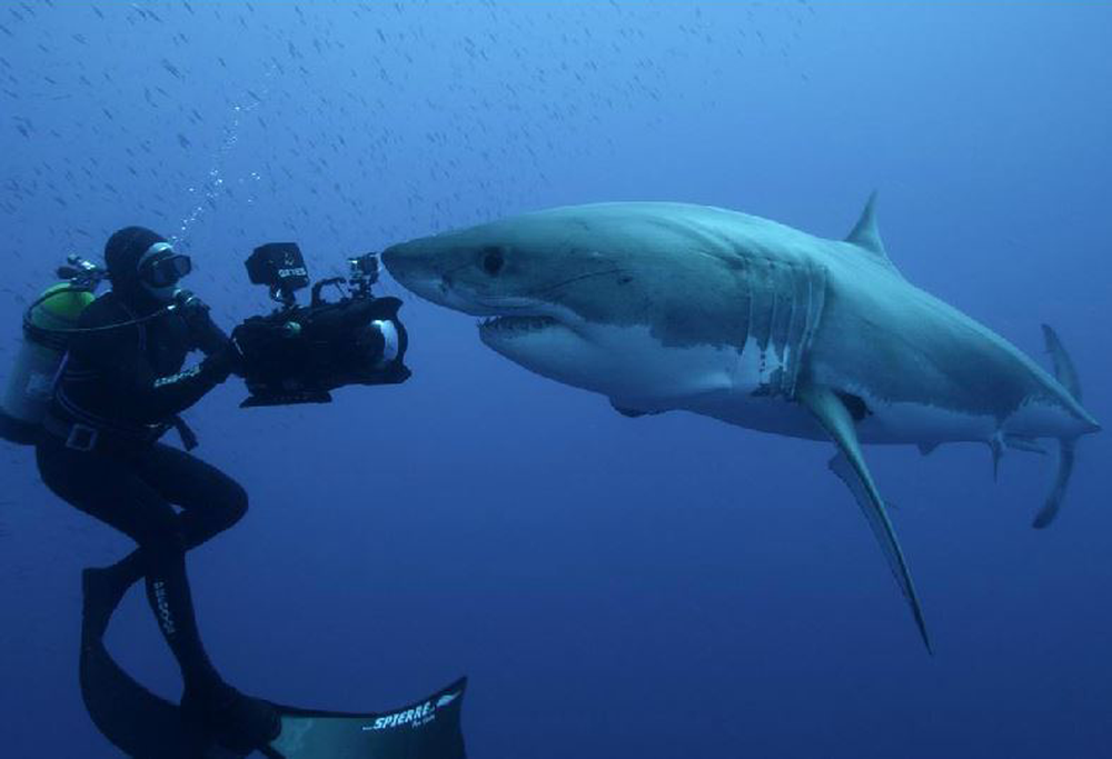 BBC "Shark" series - Spierre